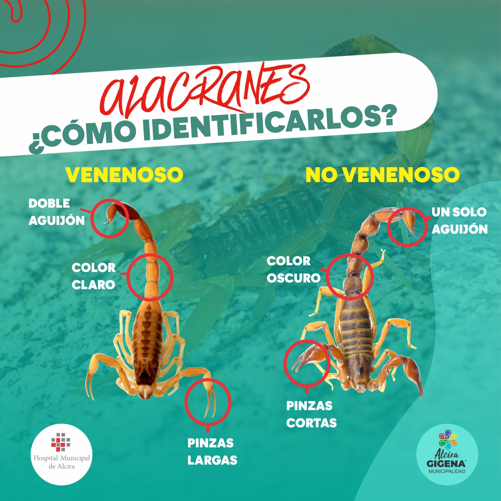Prevención Contra Alacranes En Alcira Gigena Alcira Gigena